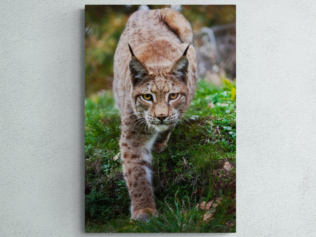 Lynx Fine Art Photography Print: Wildlife Home Decor - Etsy
