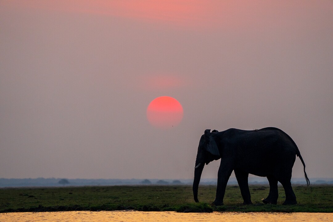 Exquisite Elephant in Sunset Photography Art Print Unique African ...