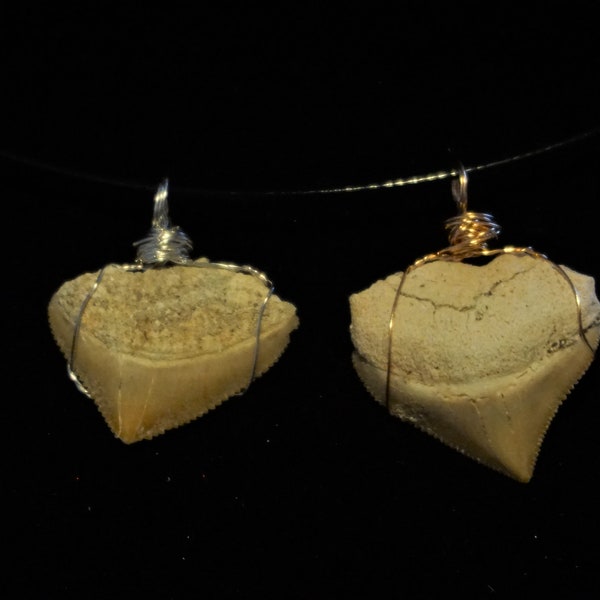Wire Wrapped Shark Tooth - Etsy