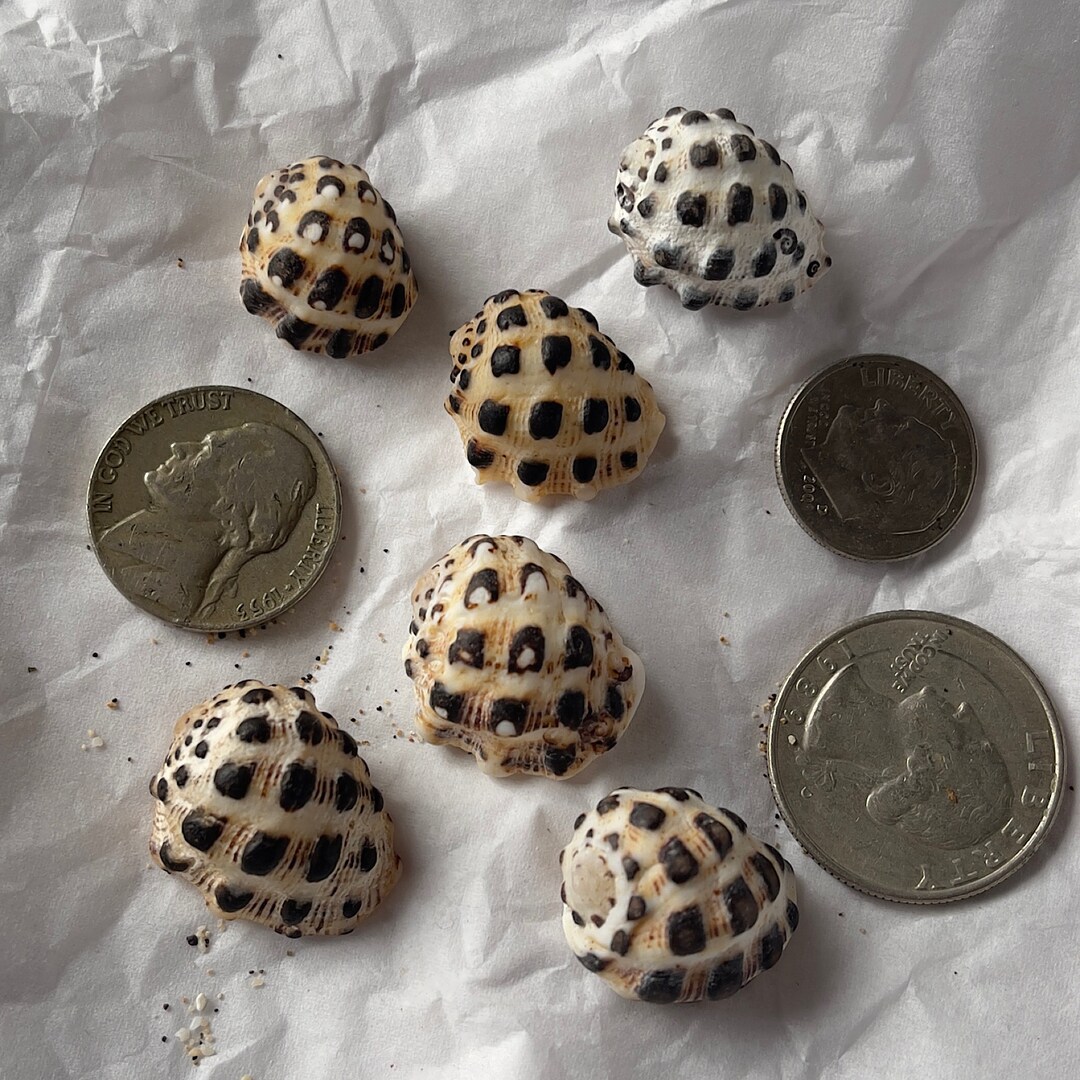 6 Kauai Drupe Shells - Etsy