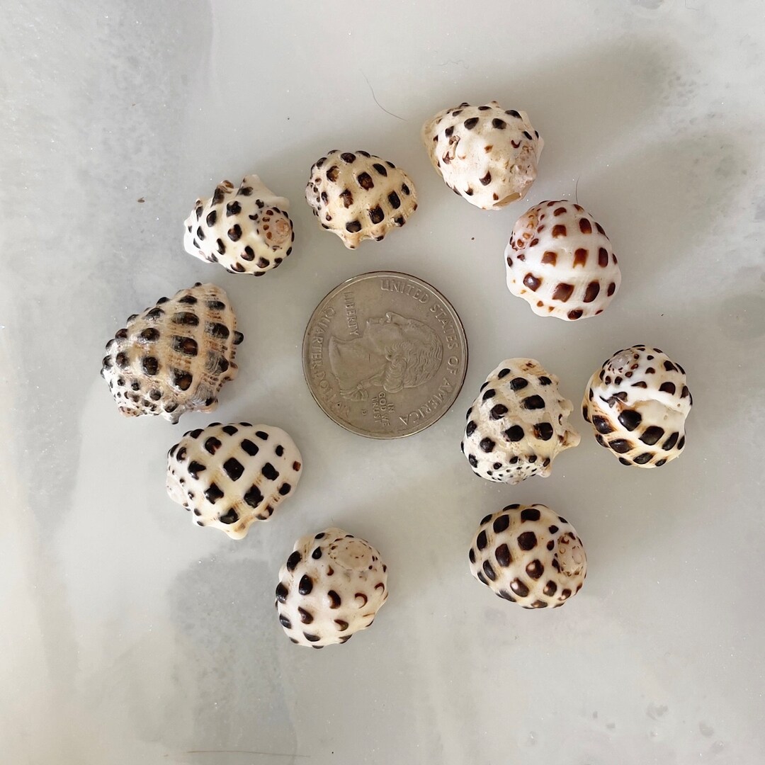 10 Kauai Drupe Shells Lot334 - Etsy