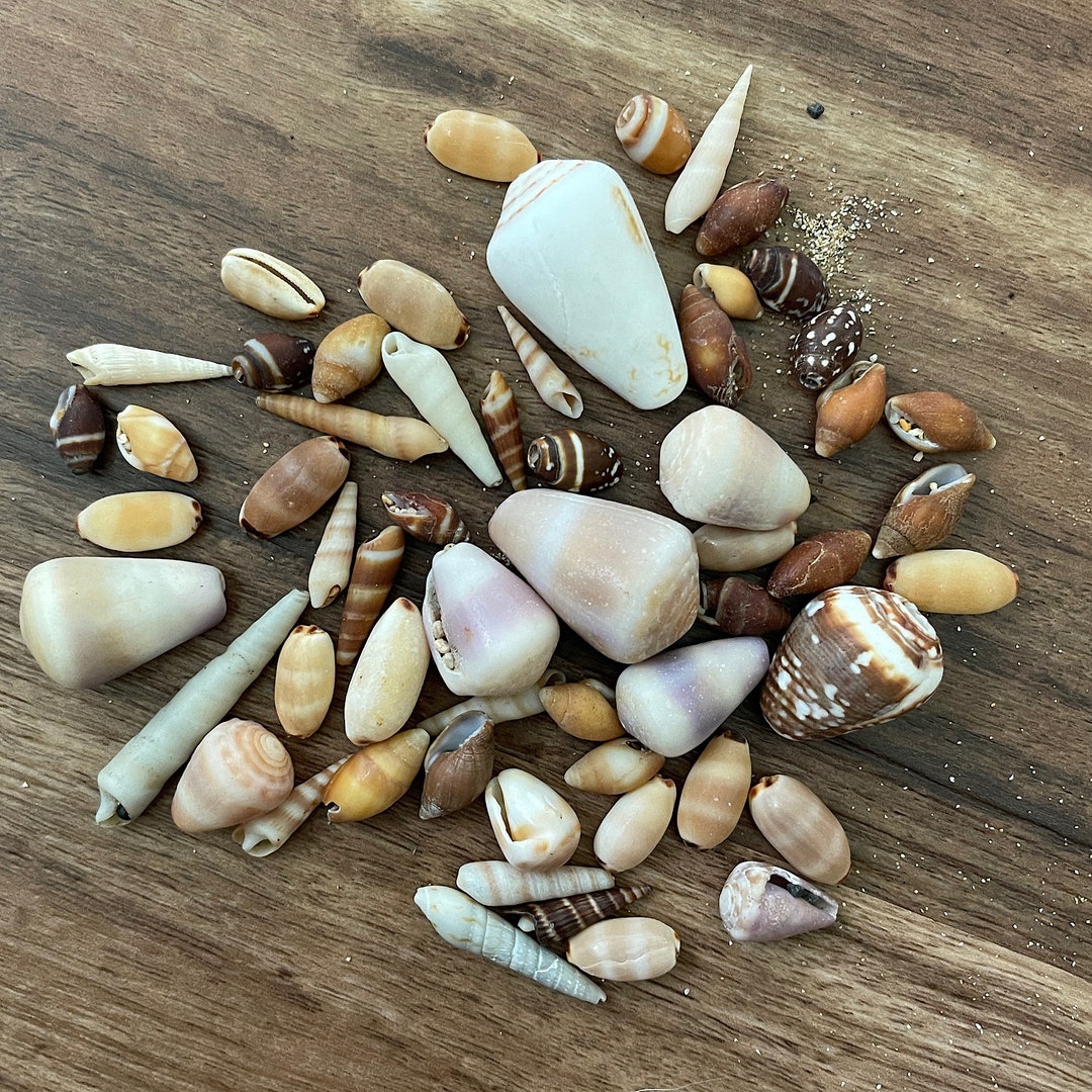 58 Mixed Kauai Sea Shells Lot222 - Etsy