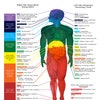 The Roby Chart© 11x17 Poster Showing Where Beliefs Affect Your Anatomy ...