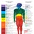 The Roby Chart© 11x17 Poster Showing Where Beliefs Affect Your Anatomy ...
