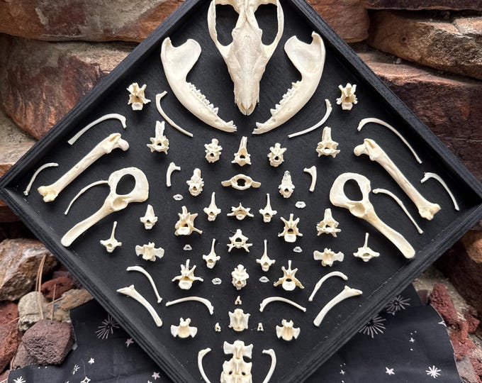 Opossum Bone and Skull Black Square Wall Hanger Shadow Box Large - Etsy