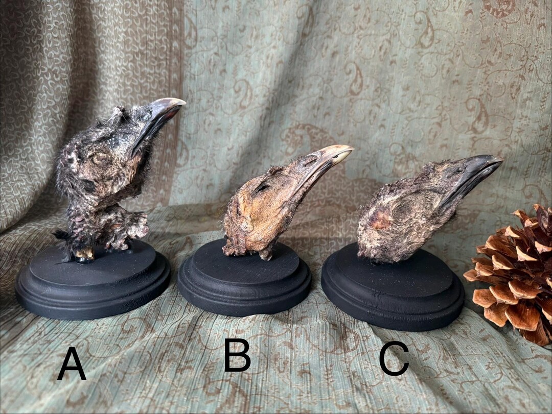 Mummified Turkey Heads on Stands - Etsy