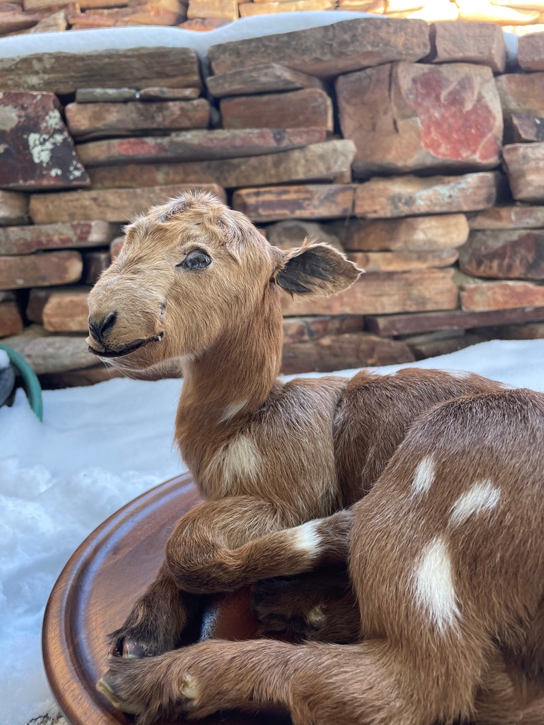 Goat Kid Taxidermy, Fawn Like Color - Etsy