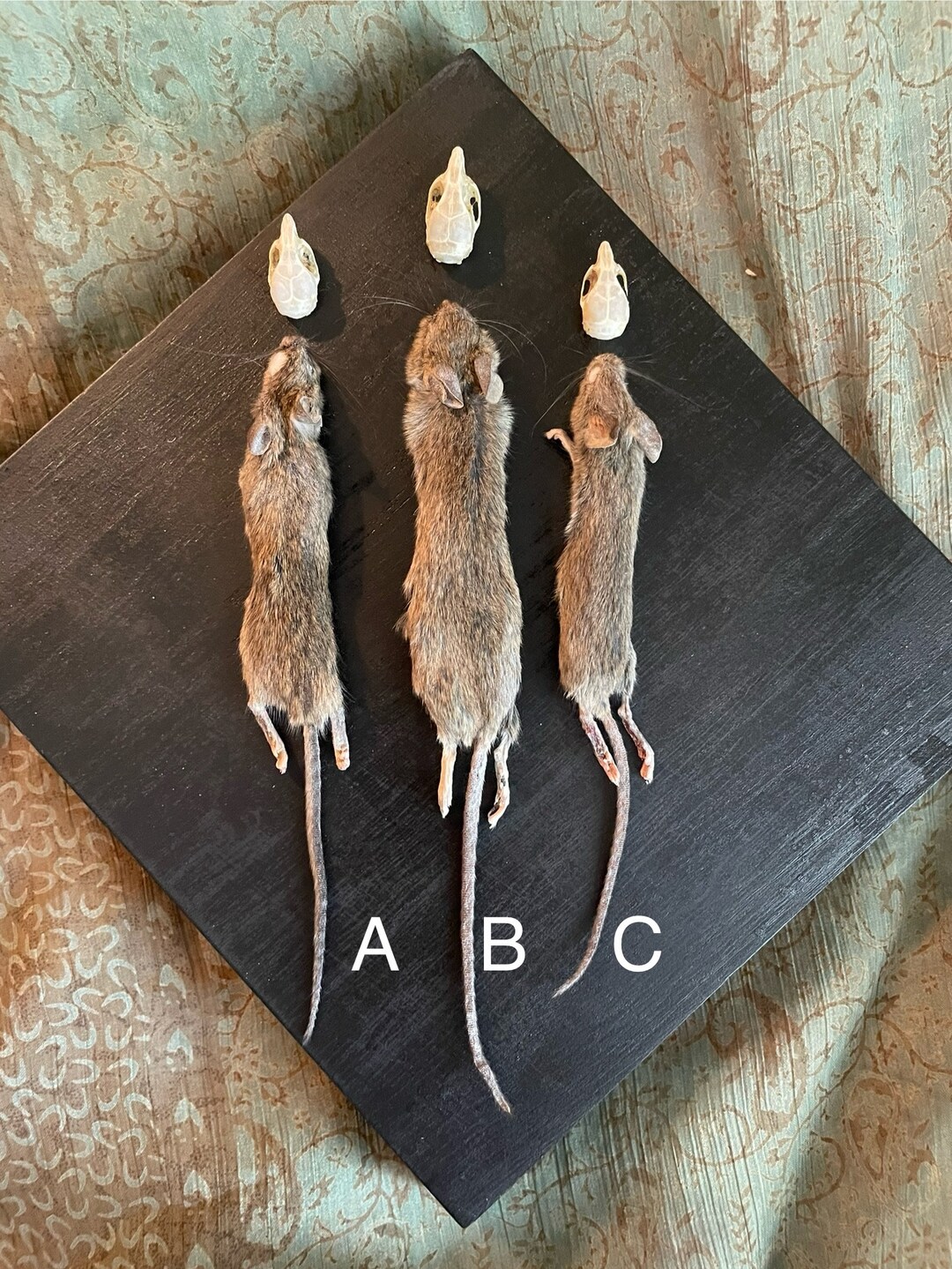House Mouse Study Skins and Skull - Etsy