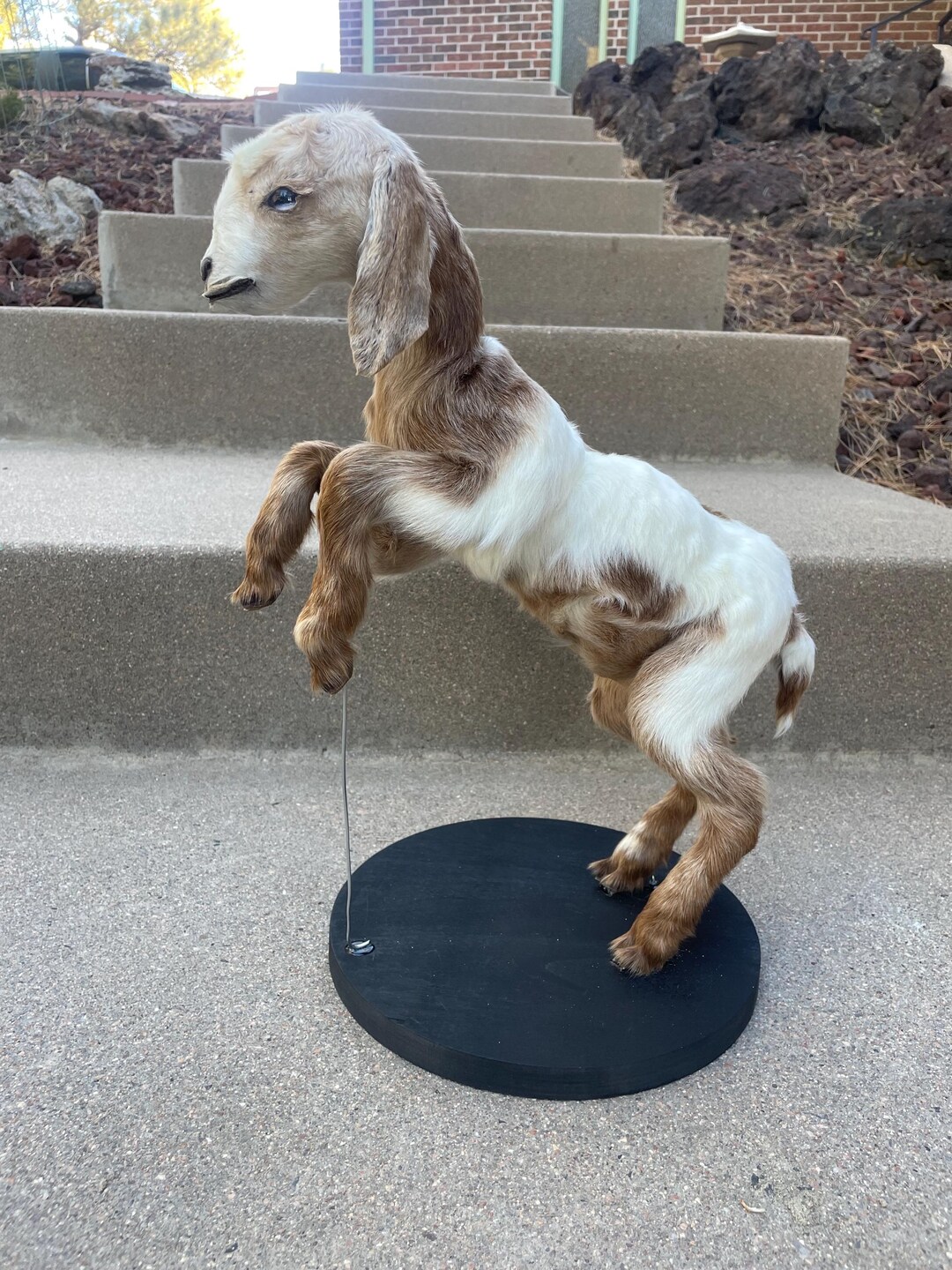 Rearing Standing on Hind Legs Goat Kid Stillborn Taxidermy - Etsy