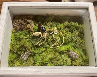 Moss Shadow Box | Etsy