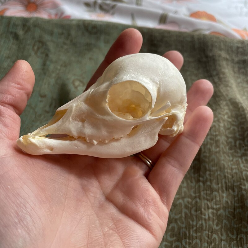 Fetal Skull - Etsy