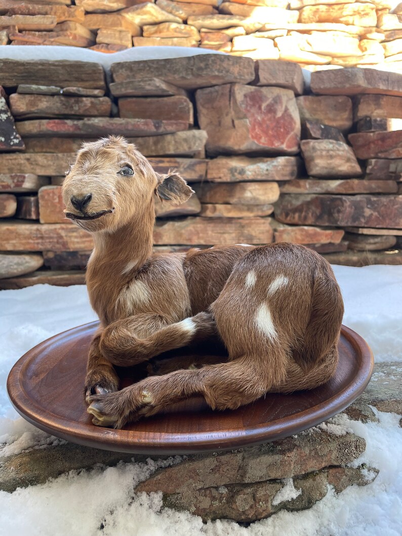 Goat Kid Taxidermy, Fawn Like Color - Etsy