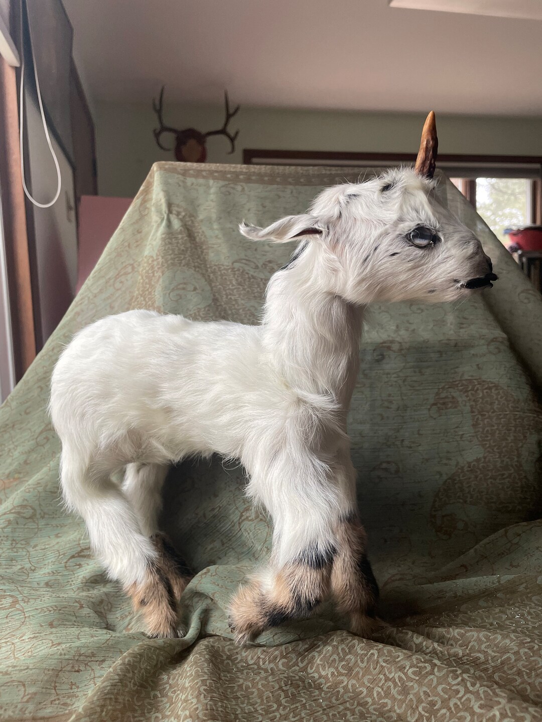 TINY Unicorn Taxidermy, Standing Trotting Goat Kid - Etsy