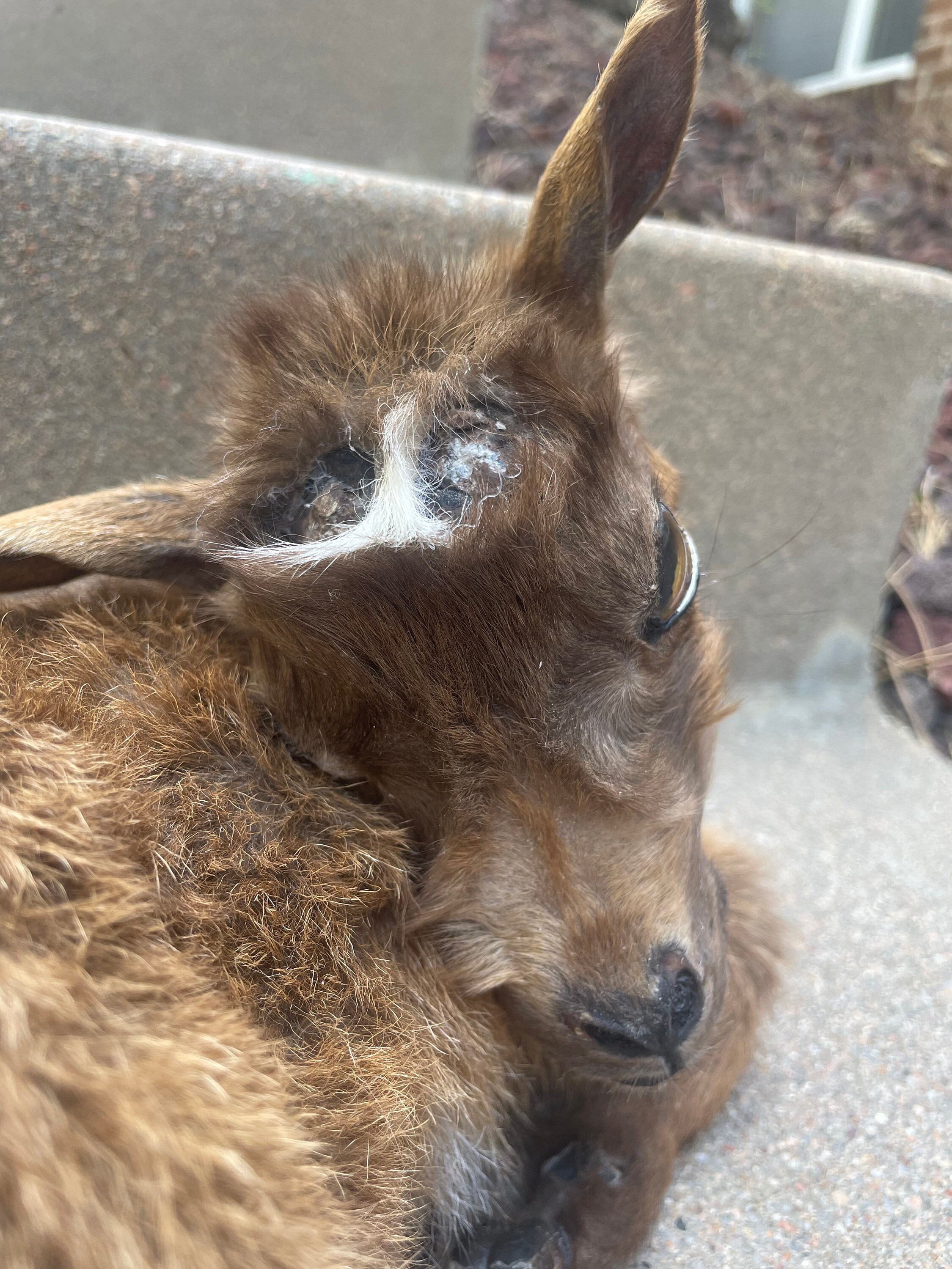 Dry Preserved Goat Kid Taxidermy - Etsy