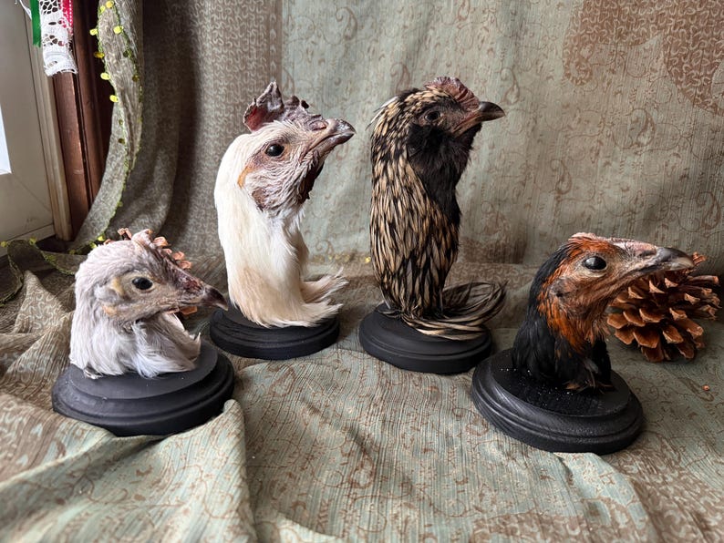 Chicken Head Mounted on Base - Etsy