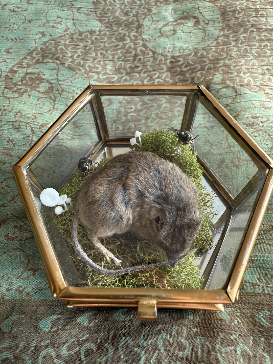 Mummy Mouse in Glass Hexagon on a Bed of Moss With Hornets - Etsy