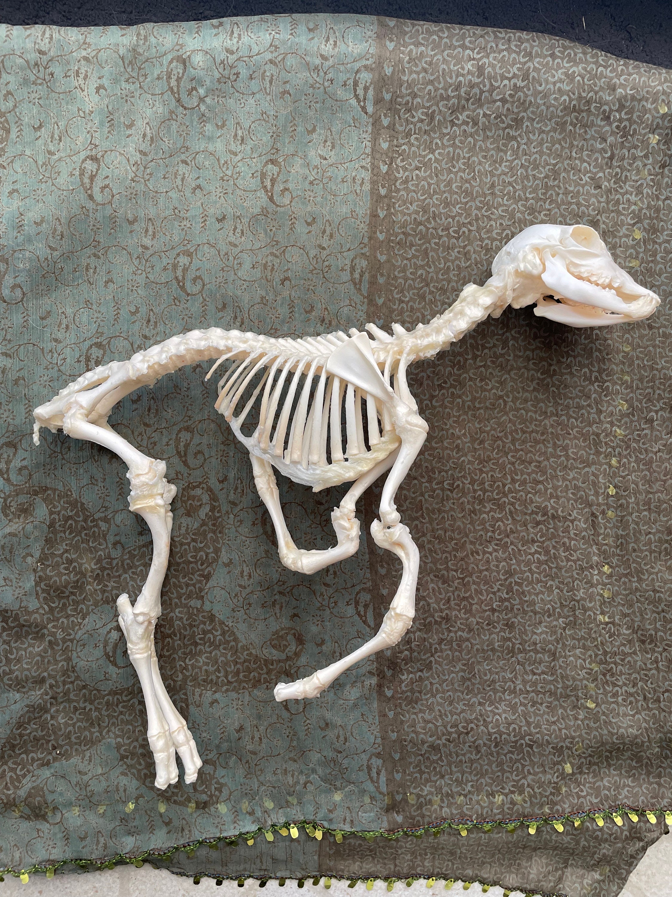 Full Stillborn Goat Skeleton With PATHOLOGY of the Front Legs DAMAGE to ...