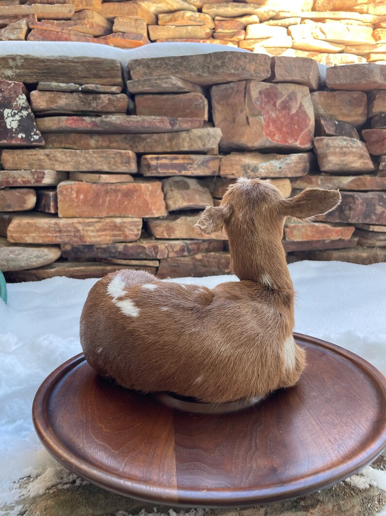Goat Kid Taxidermy, Fawn Like Color - Etsy