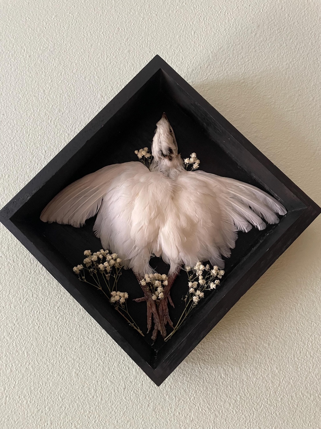 White Quail Hanging Shadowbox Display, Dove Like Taxidermy - Etsy