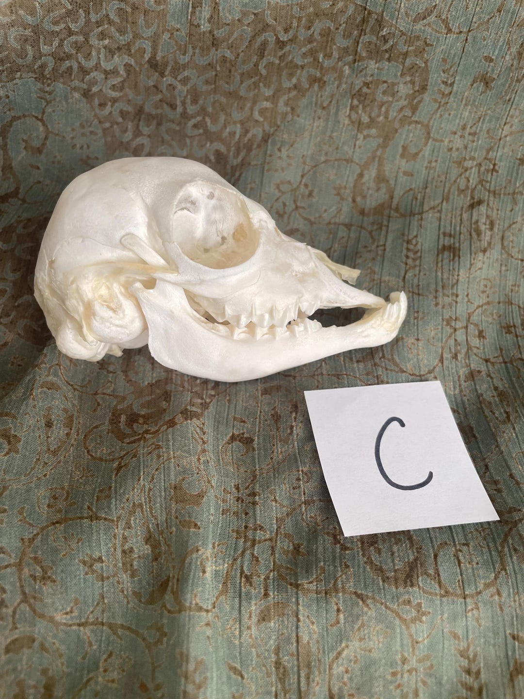 TINY Stillborn Nigerian Dwarf Goat Skull C - Etsy