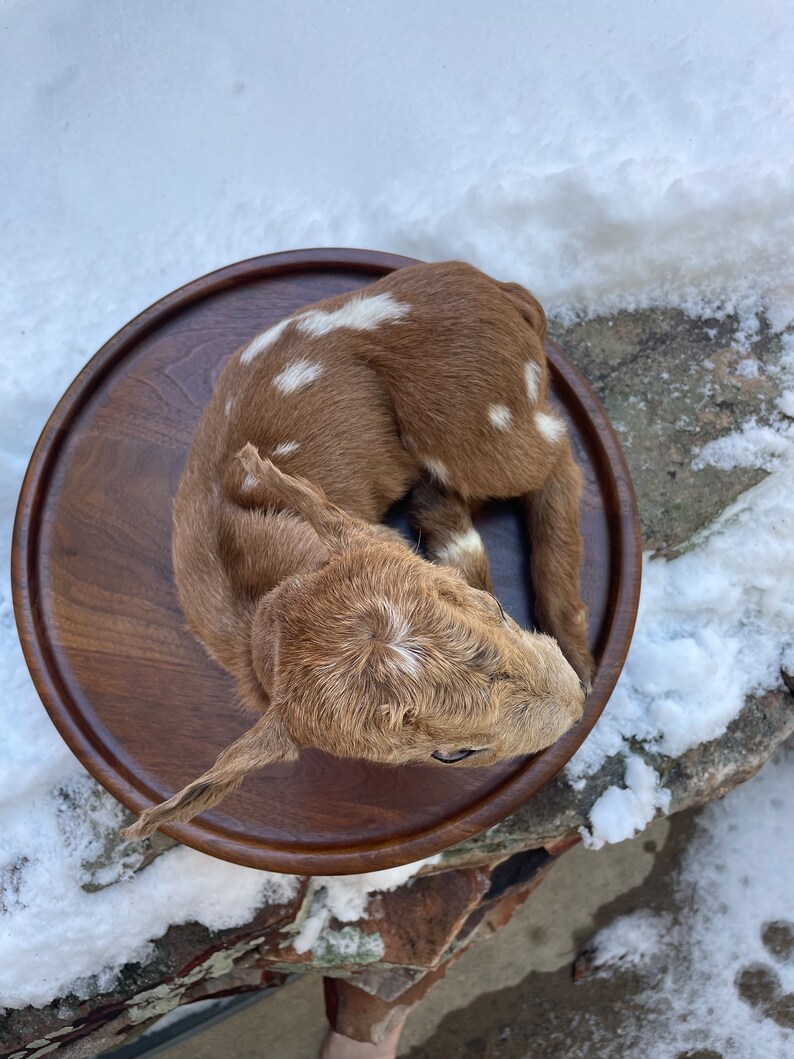 Goat Kid Taxidermy, Fawn Like Color - Etsy
