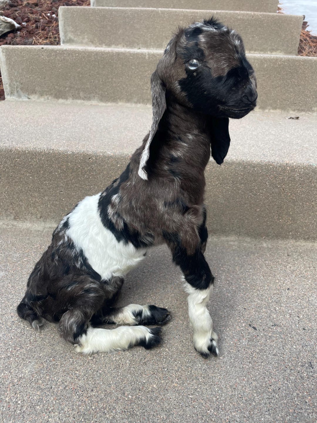 BEAUTIFUL Nubian Buck Goat Kid Taxidermy - Etsy