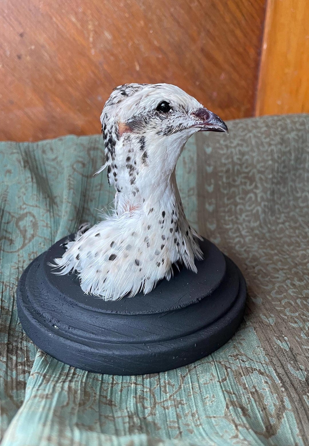 Quail Head Taxidermy Mounted on Base - Etsy