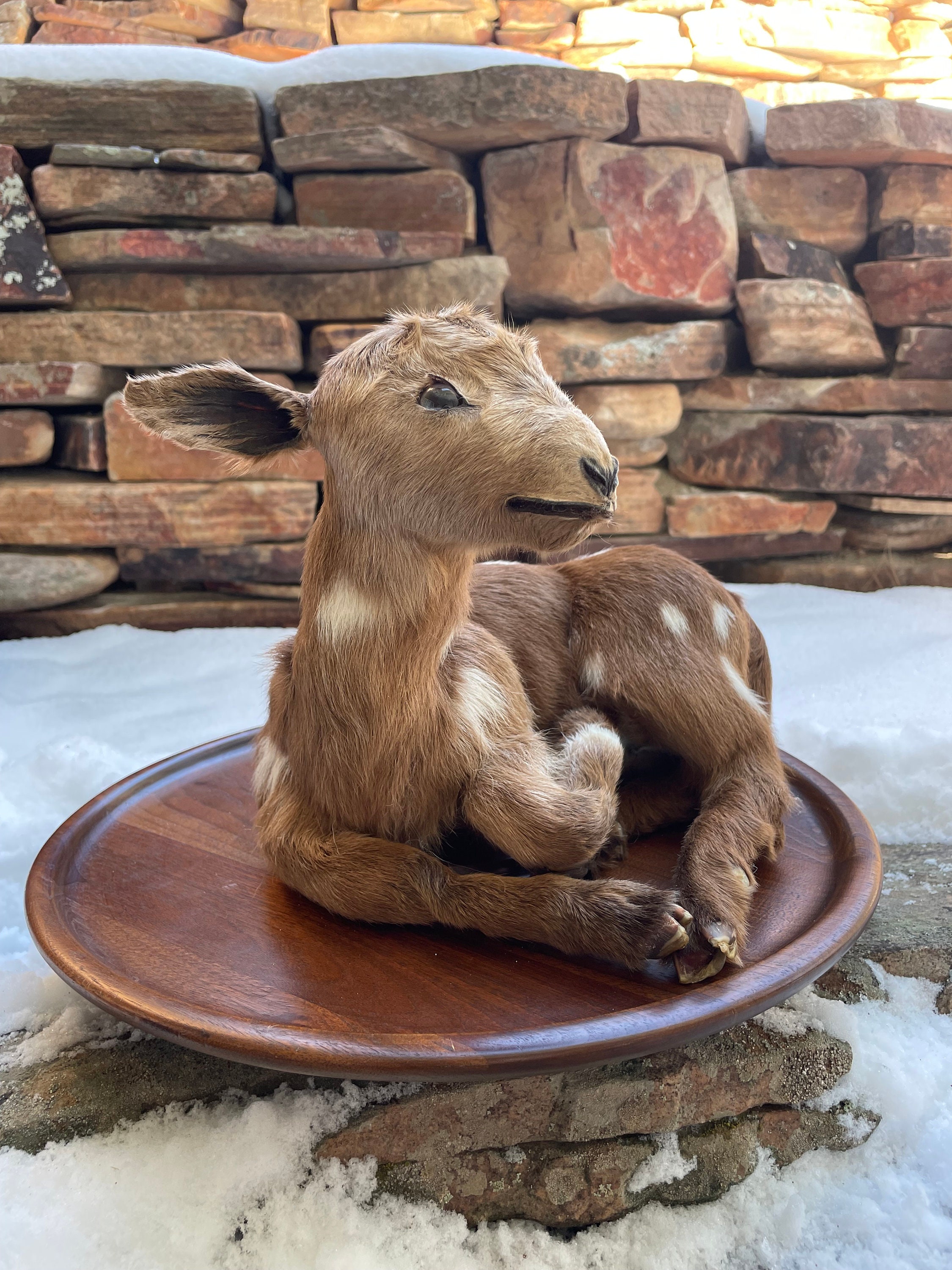 Goat Kid Taxidermy, Fawn Like Color - Etsy