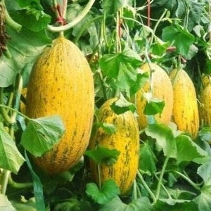 RARE Hami Melon Seeds | Chinese Cantaloupe 哈密瓜 | Super Sweet Golden ...
