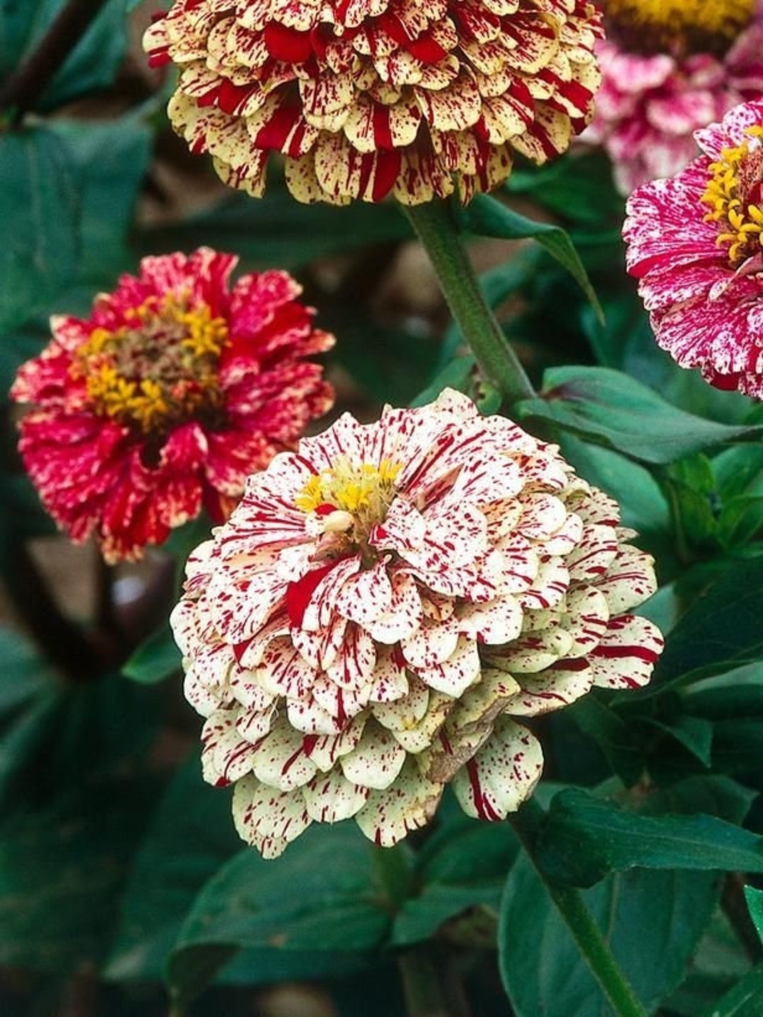 Candy Cane Peppermint Stick Zinnia Seeds | Striped Double Zinnia | 20 ...