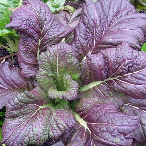 Japanese Giant Red Mustard Seeds | Red Mustard Greens | 50+ Seeds ...