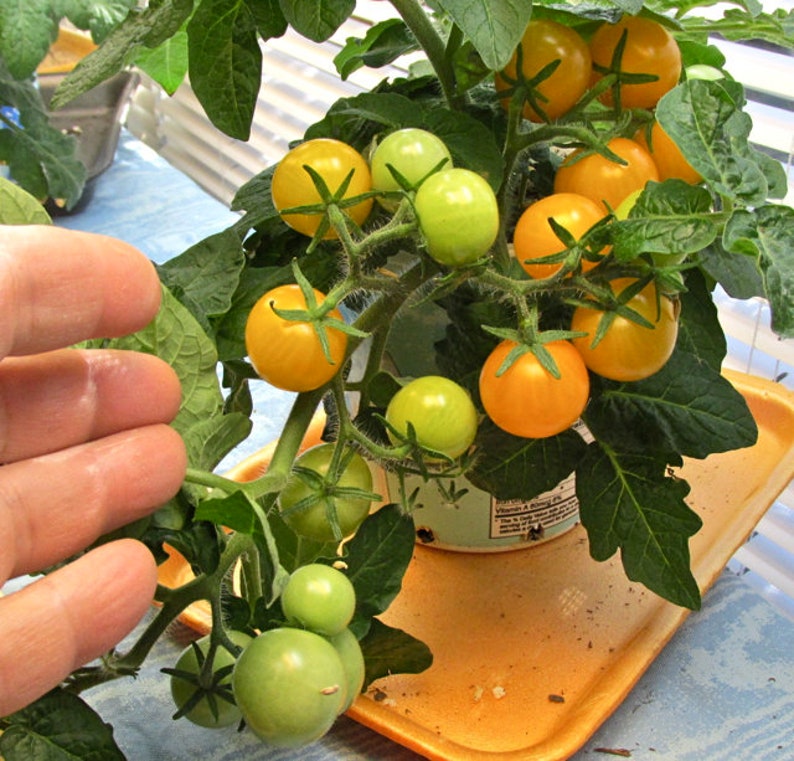 Pinocchio Micro Dwarf Tomato Seeds | 10 Seeds | Determinate Orange ...
