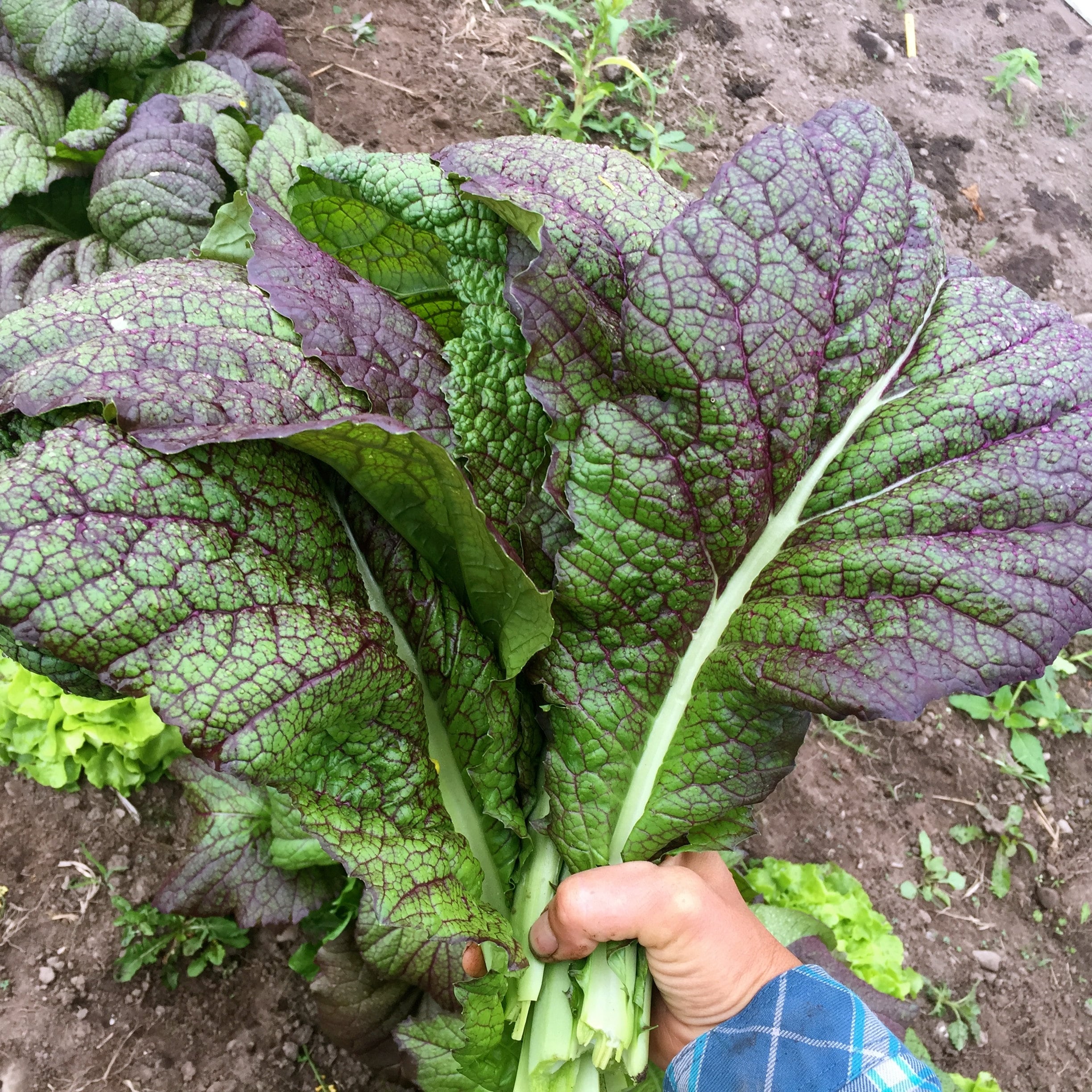 Japanese Giant Red Mustard Seeds Red Mustard Greens 50 - Etsy Canada