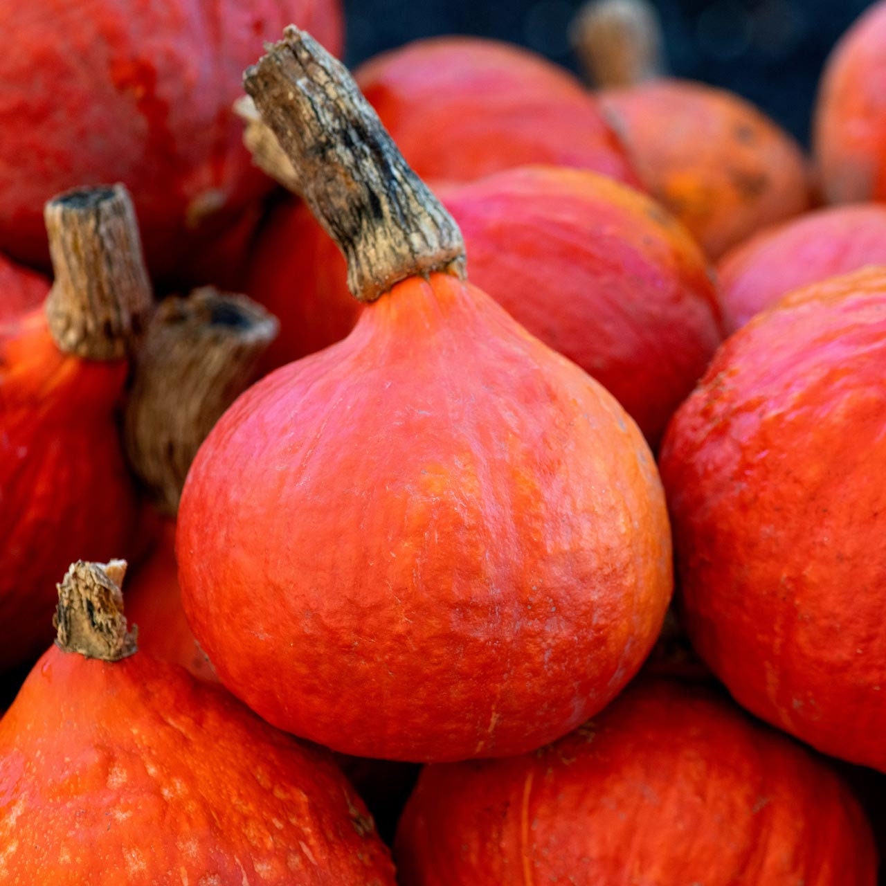 Japanese Red Kuri Squash Seeds | Uchiki Kuri | Organic Heirloom Sweet ...