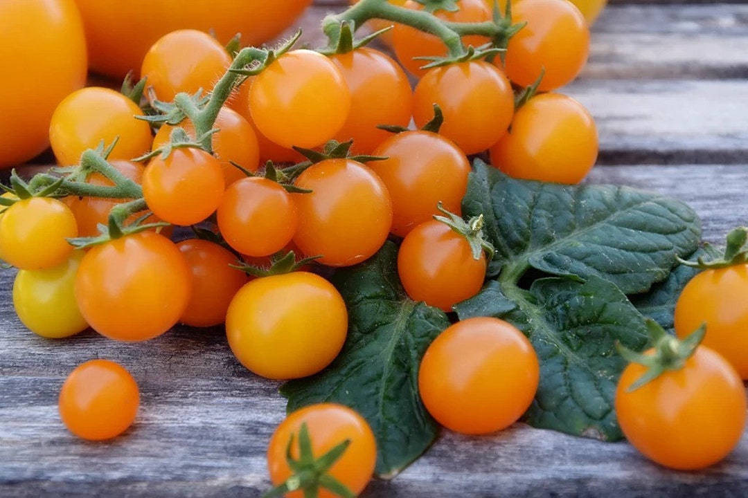 Pinocchio Micro Dwarf Tomato Seeds | 10 Seeds | Determinate Orange ...