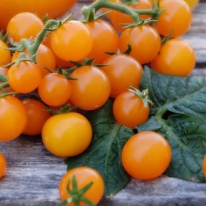 Pinocchio Micro Dwarf Tomato Seeds | 10 Seeds | Determinate Orange ...