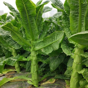 Celtuce Seeds | 50+ Seeds | Organic Heirloom Chinese Stem Lettuce 莴笋 ...