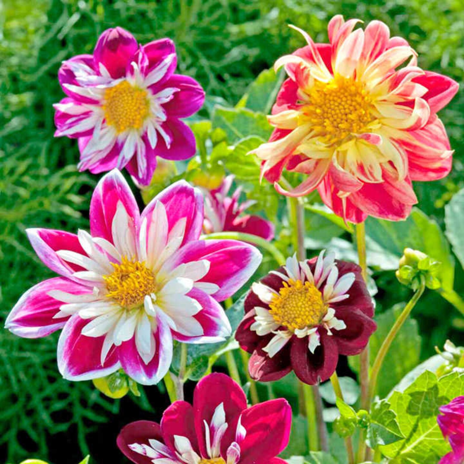 Dahlia Collarette Dandy Mix Seeds Dwarf Bi-coloured - Etsy Australia