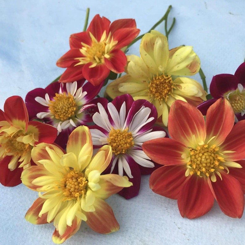 Dahlia Collarette Dandy Mix Seeds Dwarf Bi-coloured - Etsy Canada