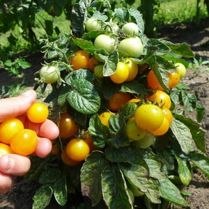 Pinocchio Micro Dwarf Tomato Seeds | 10 Seeds | Determinate Orange ...