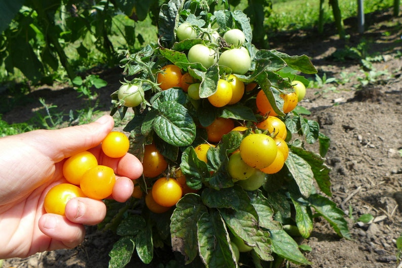 Pinocchio Micro Dwarf Tomato Seeds | 10 Seeds | Determinate Orange ...
