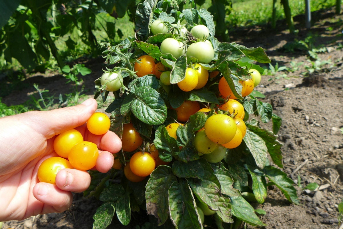 Pinocchio Micro Dwarf Tomato Seeds | 10 Seeds | Determinate Orange ...