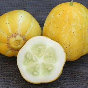 Lemon Cucumber Seeds | Unique Mini Yellow Cucumber | 15 Seeds | Rare ...