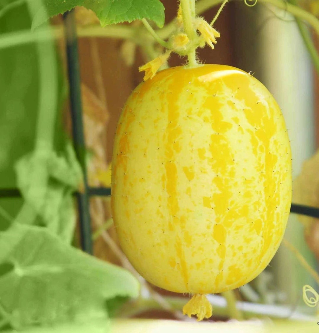 Lemon Cucumber Seeds | Unique Mini Yellow Cucumber | 15 Seeds | Rare ...
