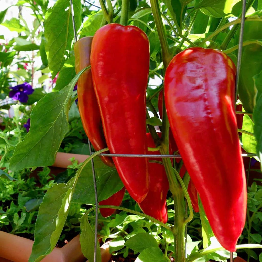 Giant Marconi Sweet Pepper Seeds | 20+ Seeds | Heirloom Sweet Red ...