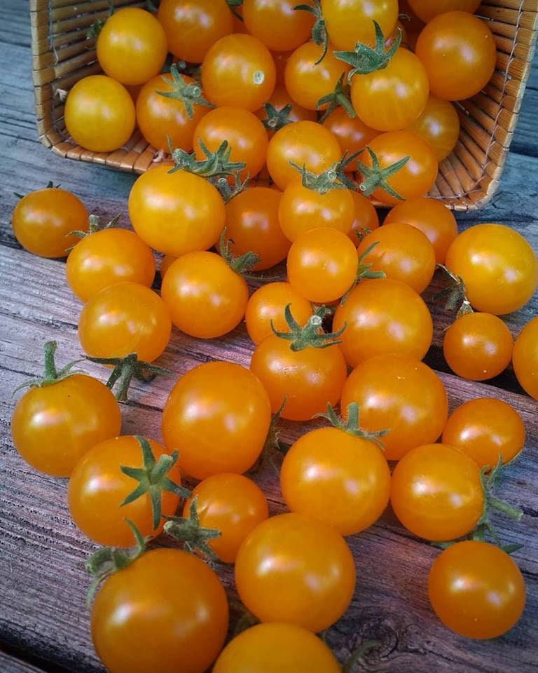 Pinocchio Micro Dwarf Tomato Seeds | 10 Seeds | Determinate Orange ...