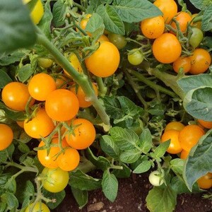 Pinocchio Micro Dwarf Tomato Seeds | 10 Seeds | Determinate Orange ...