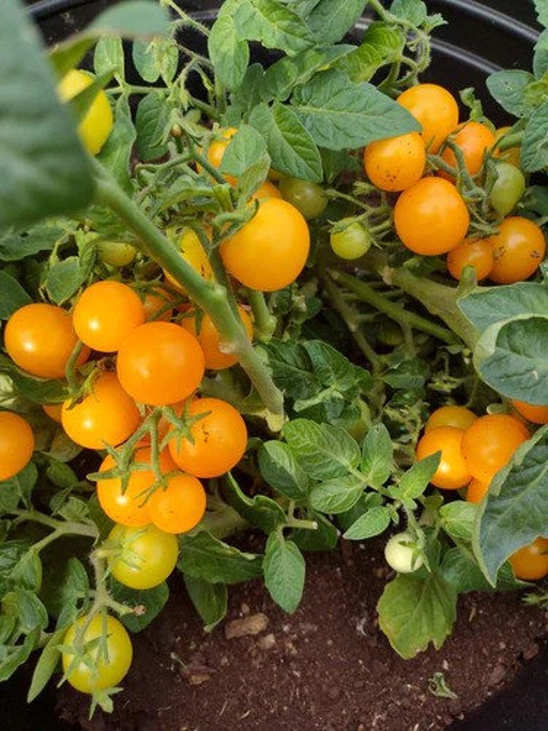 Pinocchio Micro Dwarf Tomato Seeds | 10 Seeds | Determinate Orange ...