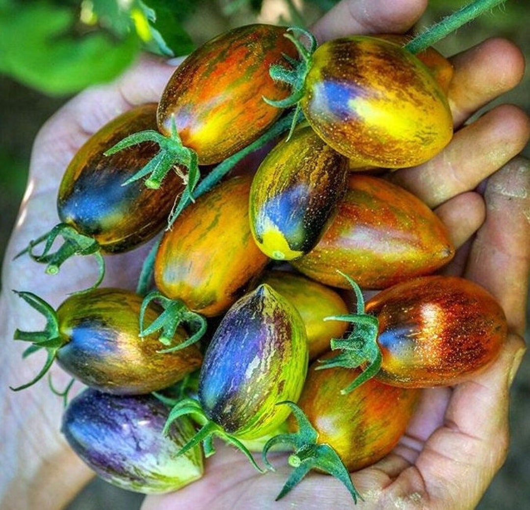 Brad's Atomic Grape Tomato Seeds | 20 Seeds | Rare and Unique | Super ...