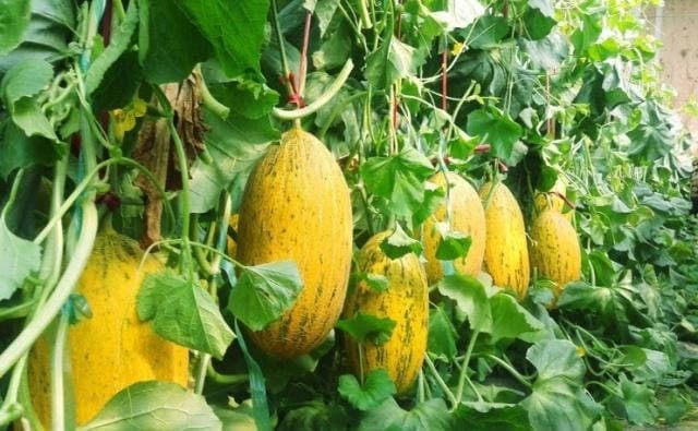 RARE Hami Melon Seeds Chinese Cantaloupe 哈密瓜 Super Sweet - Etsy